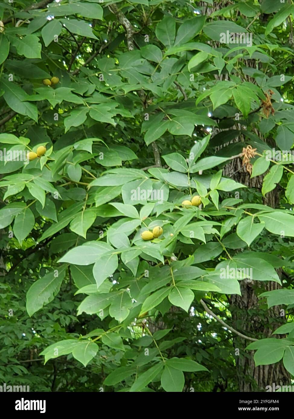 pignut hickory (Carya glabra Stock Photo - Alamy