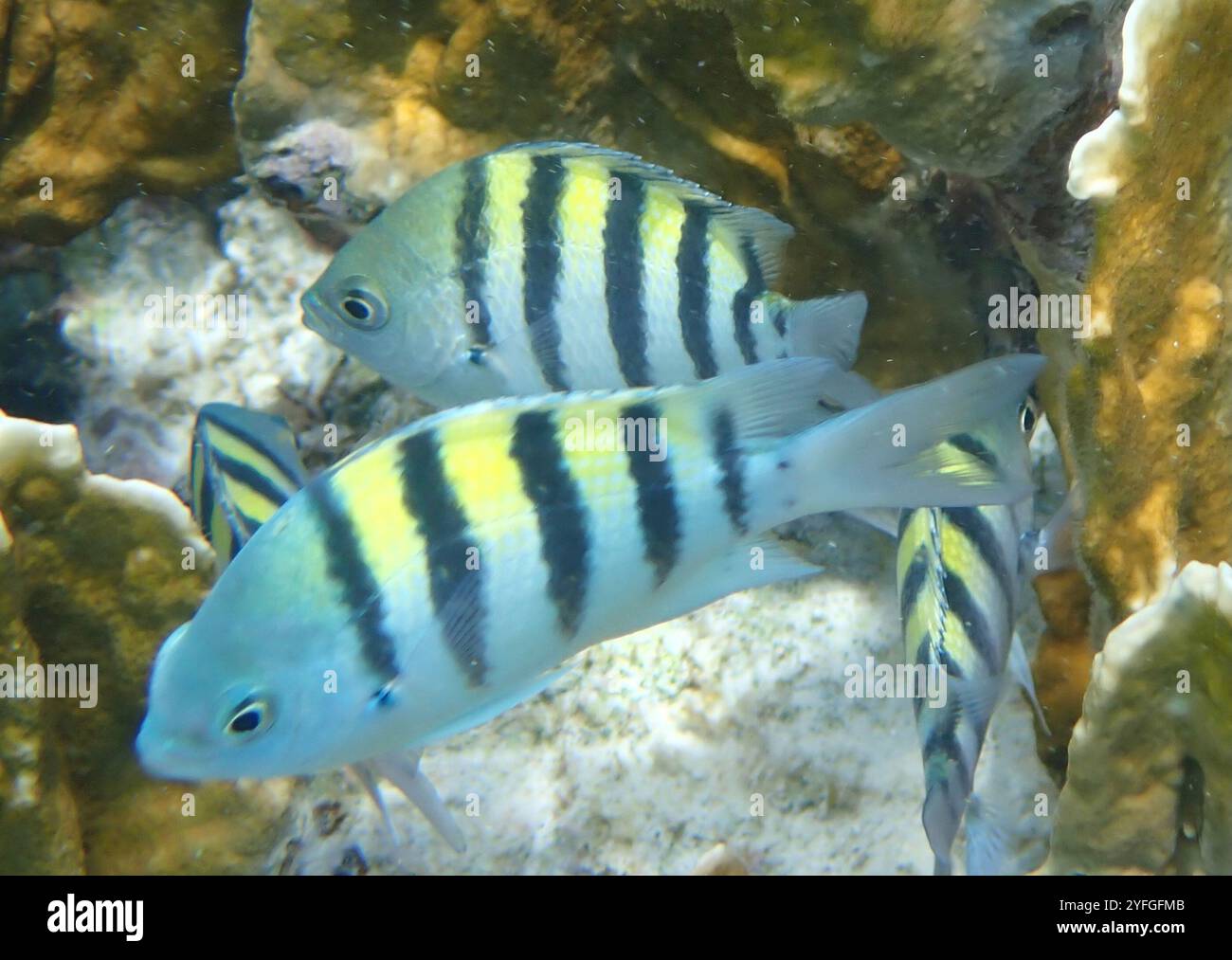 Atlantic Sergeant Major (Abudefduf saxatilis Stock Photo - Alamy