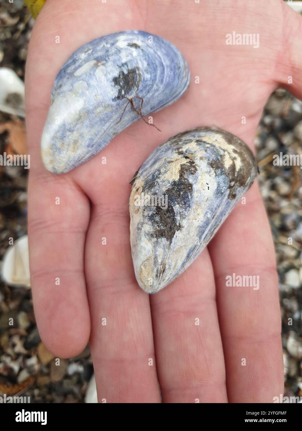 Blue Mussel (Mytilus edulis Stock Photo - Alamy