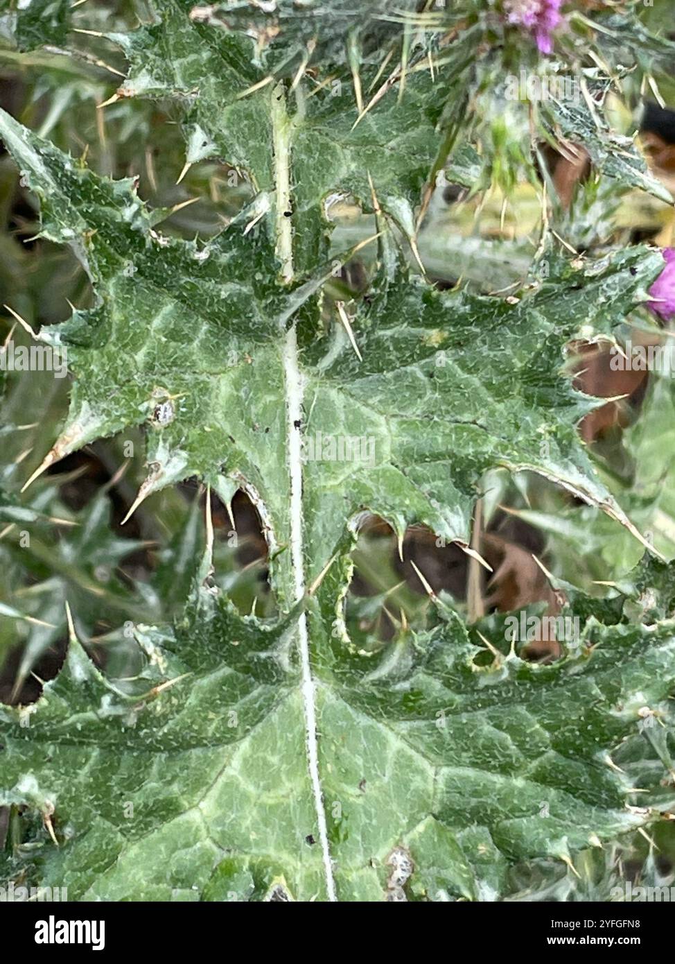 Italian thistle (Carduus pycnocephalus Stock Photo - Alamy