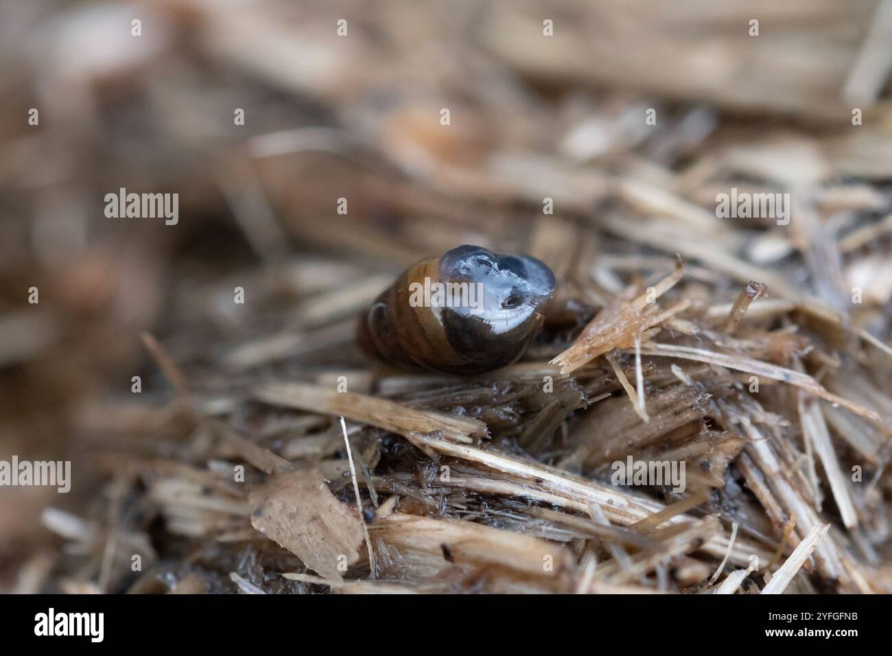 Cochlicopa lubrica hi-res stock photography and images - Alamy