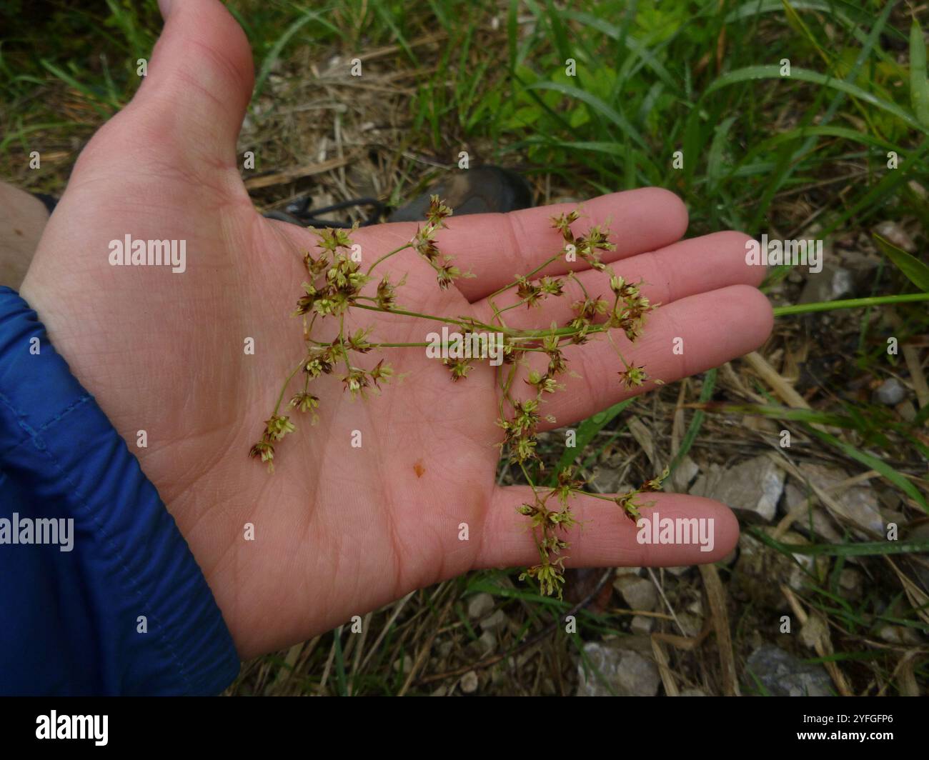 Great Woodrush (Luzula sylvatica Stock Photo - Alamy