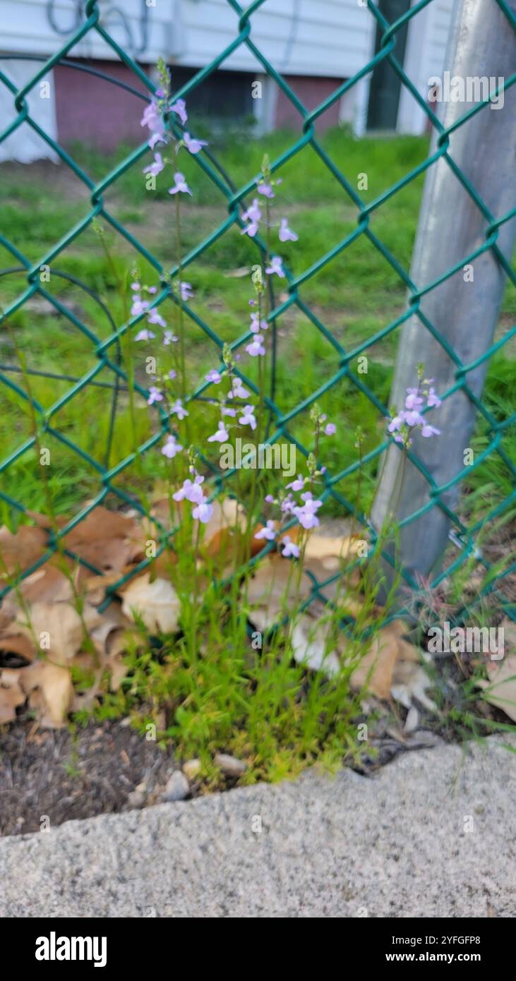 blue toadflax (Nuttallanthus canadensis Stock Photo - Alamy
