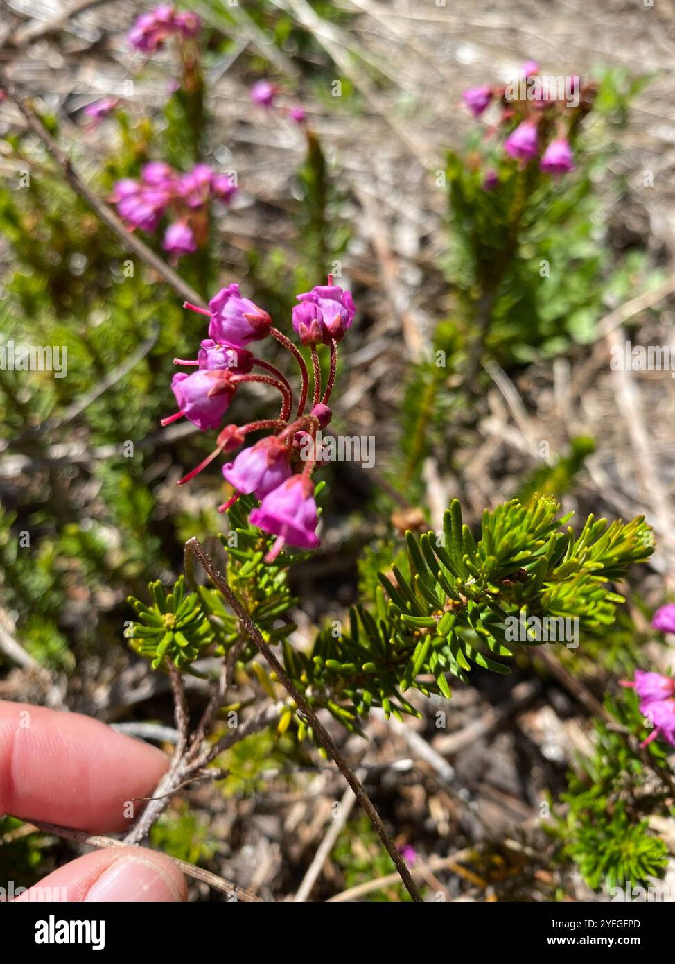 pink mountainheath (Phyllodoce empetriformis Stock Photo - Alamy
