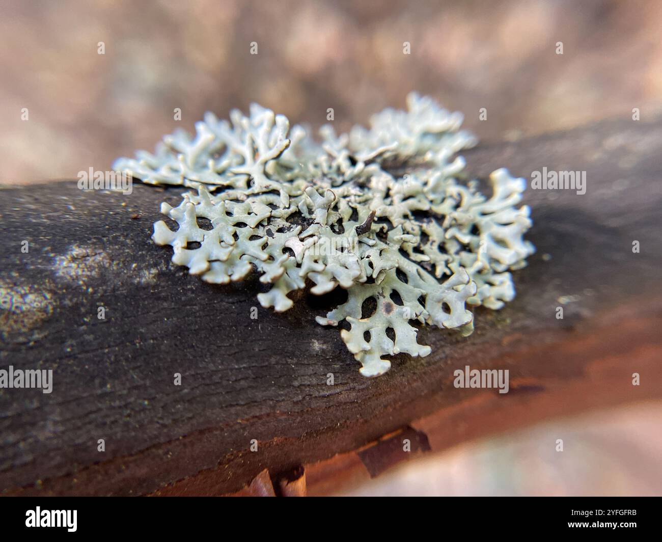 Tube Lichens (Hypogymnia Stock Photo - Alamy