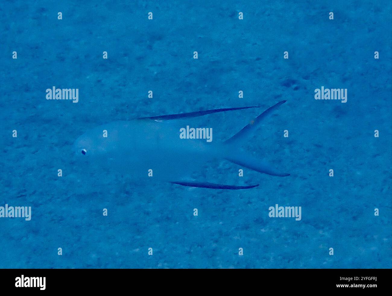 Palometa (Trachinotus goodei Stock Photo - Alamy