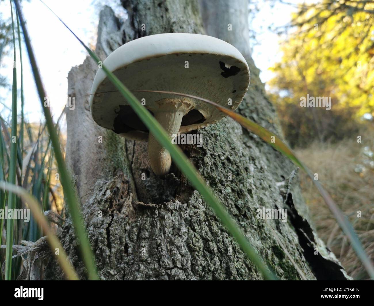 Cyclocybe parasitica hi-res stock photography and images - Alamy