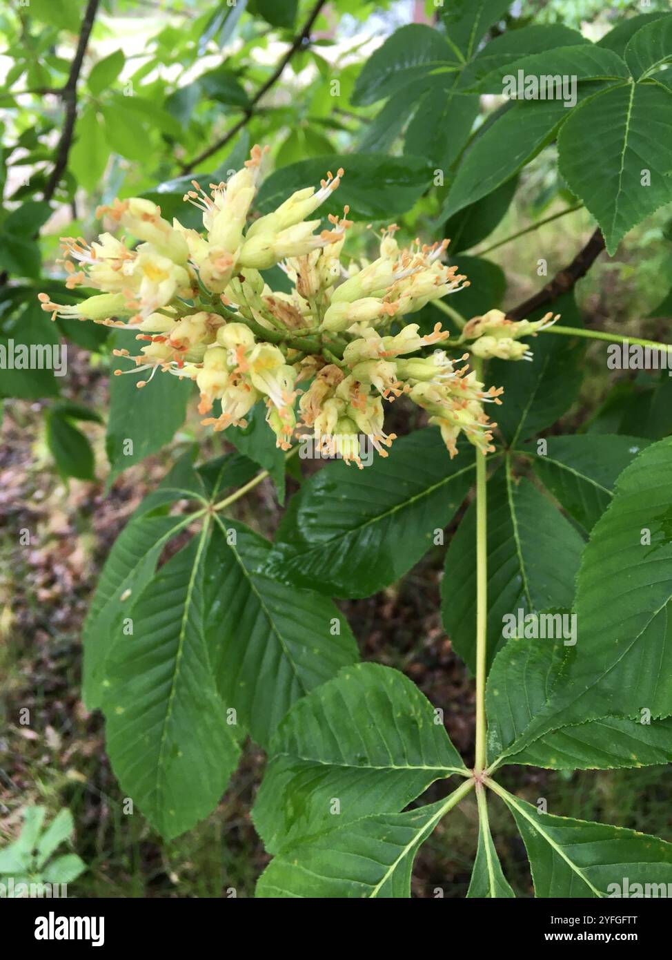 Ohio buckeye (Aesculus glabra Stock Photo - Alamy