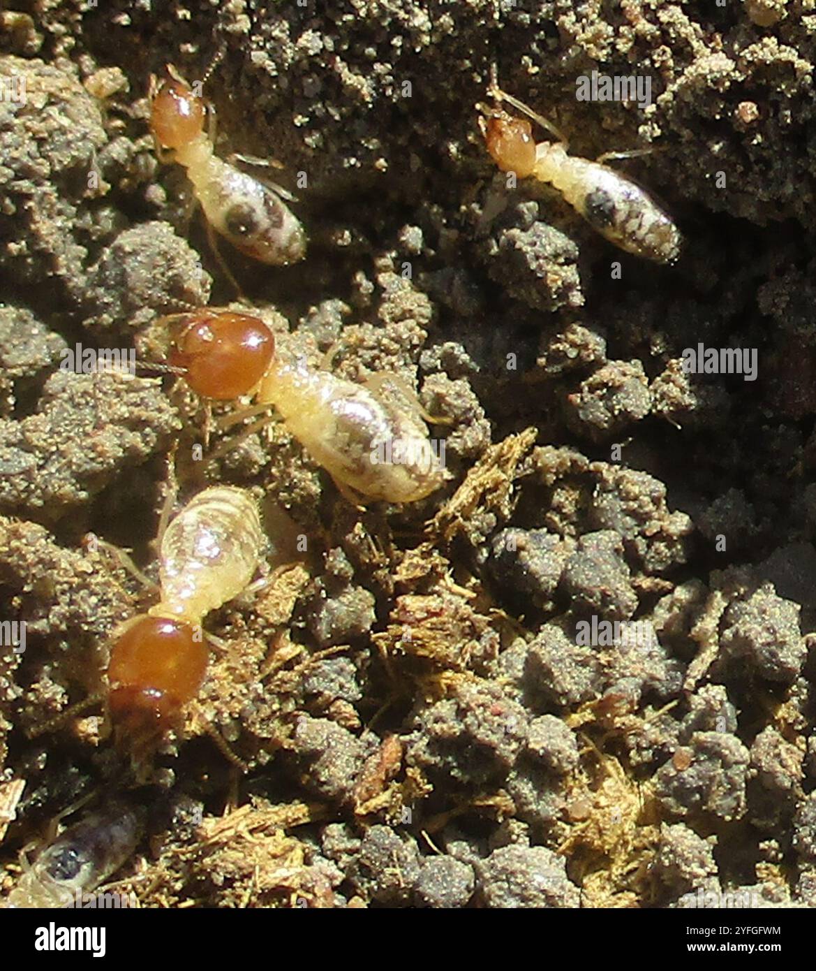 fungus-growing termites (Macrotermitinae Stock Photo - Alamy