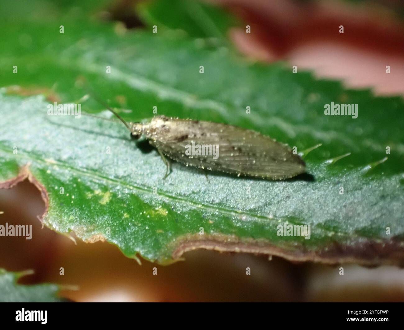 Brown Lacewings (Hemerobiidae Stock Photo - Alamy