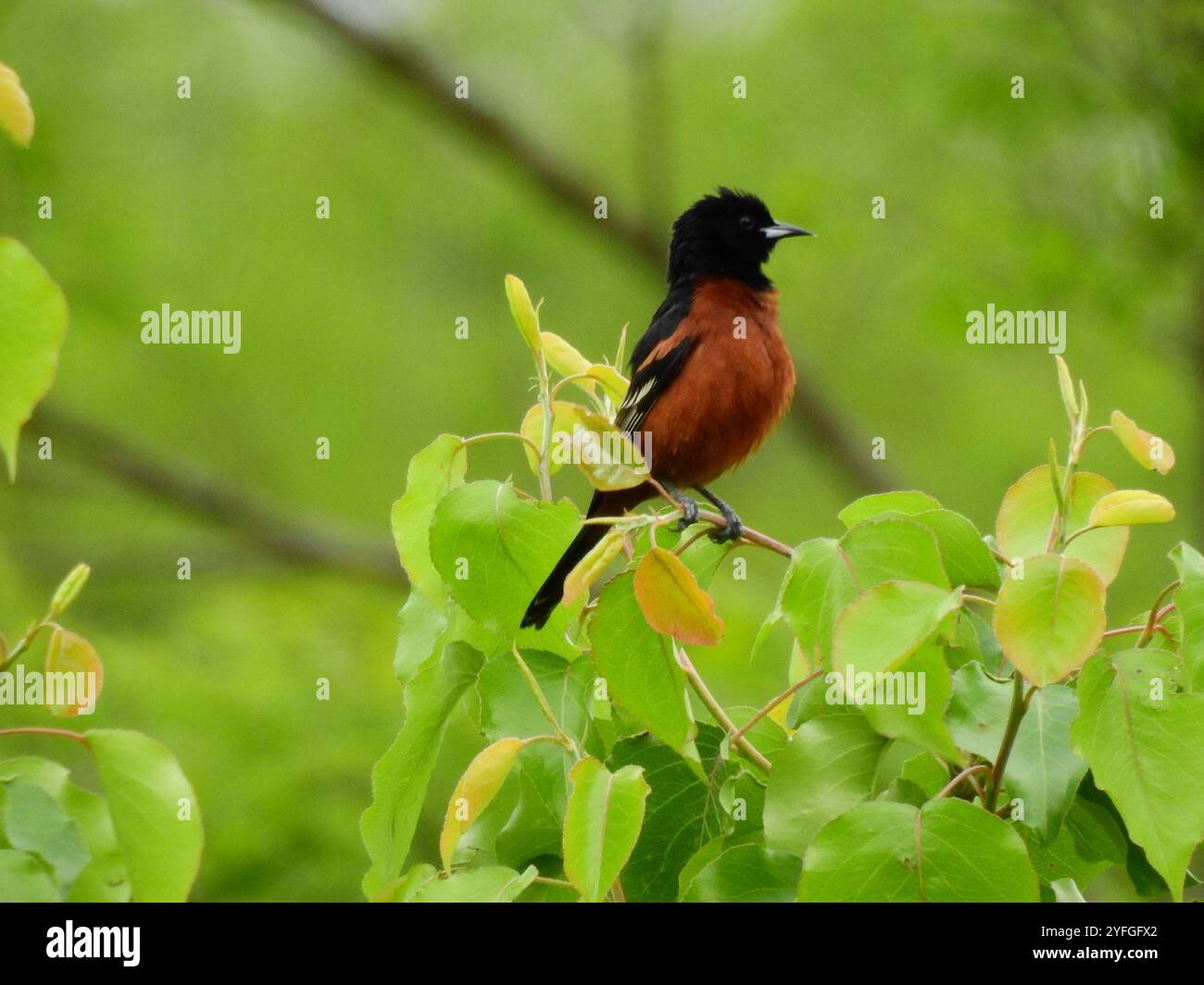 Orchard Oriole (Icterus spurius Stock Photo - Alamy