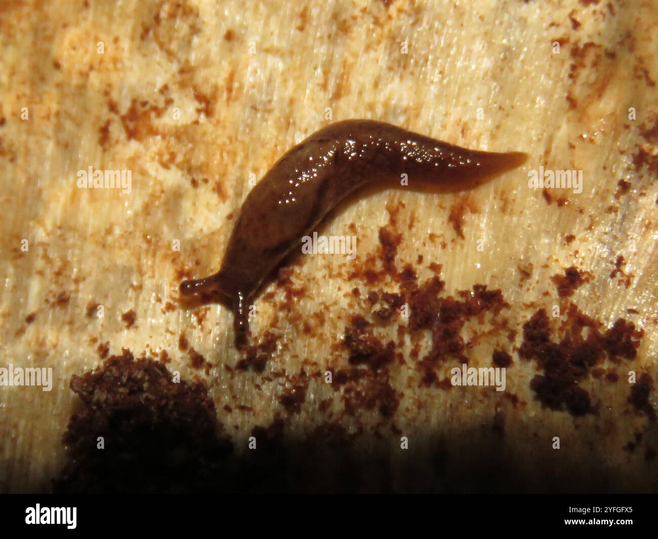 Reticulate Taildropper (Prophysaon andersonii Stock Photo - Alamy