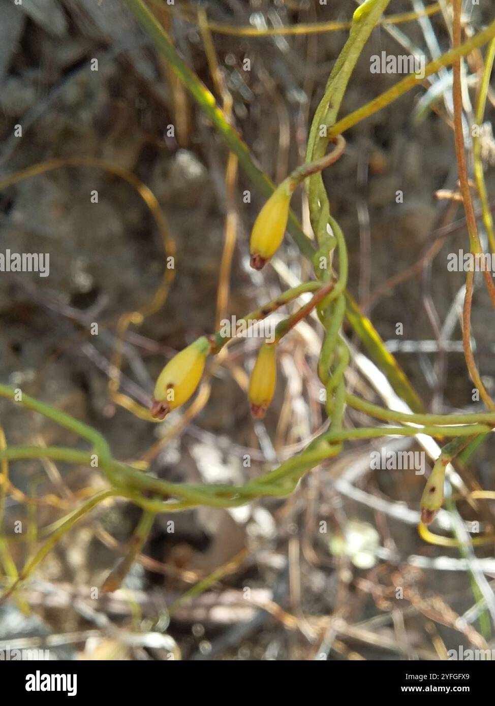 Cassytha hi-res stock photography and images - Alamy