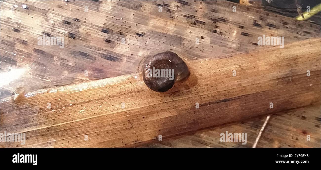 Gyro Snails (Gyraulus Stock Photo - Alamy