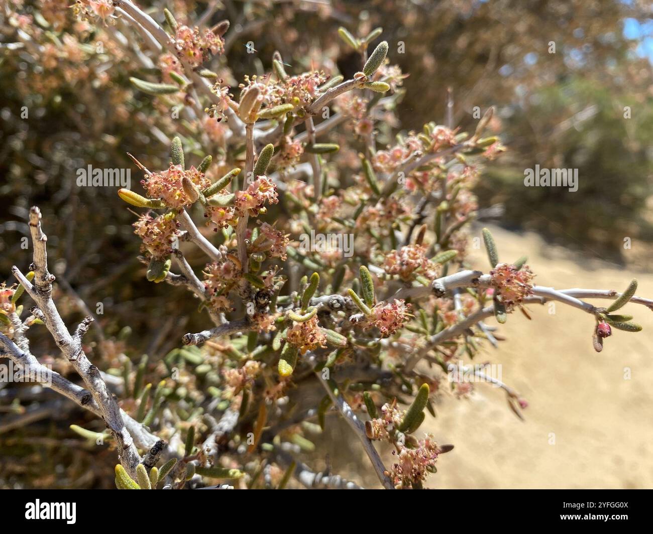 mountain mahoganies (Cercocarpus Stock Photo - Alamy