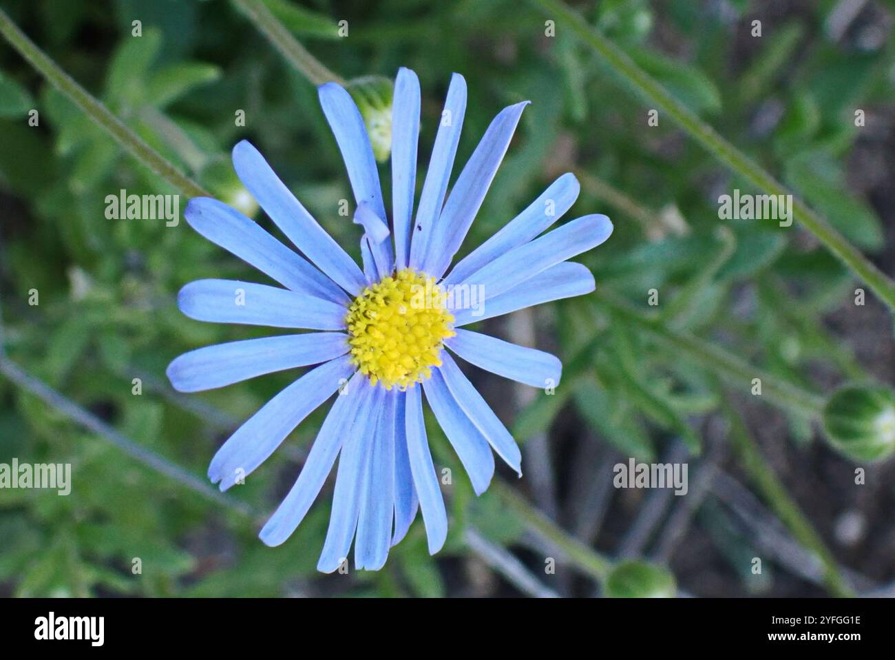 Soft Felicia (Felicia amoena Stock Photo - Alamy