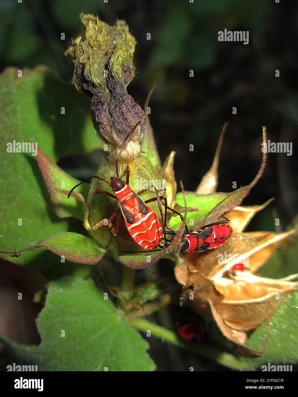 Dysdercus nigrofasciatus hi-res stock photography and images - Alamy