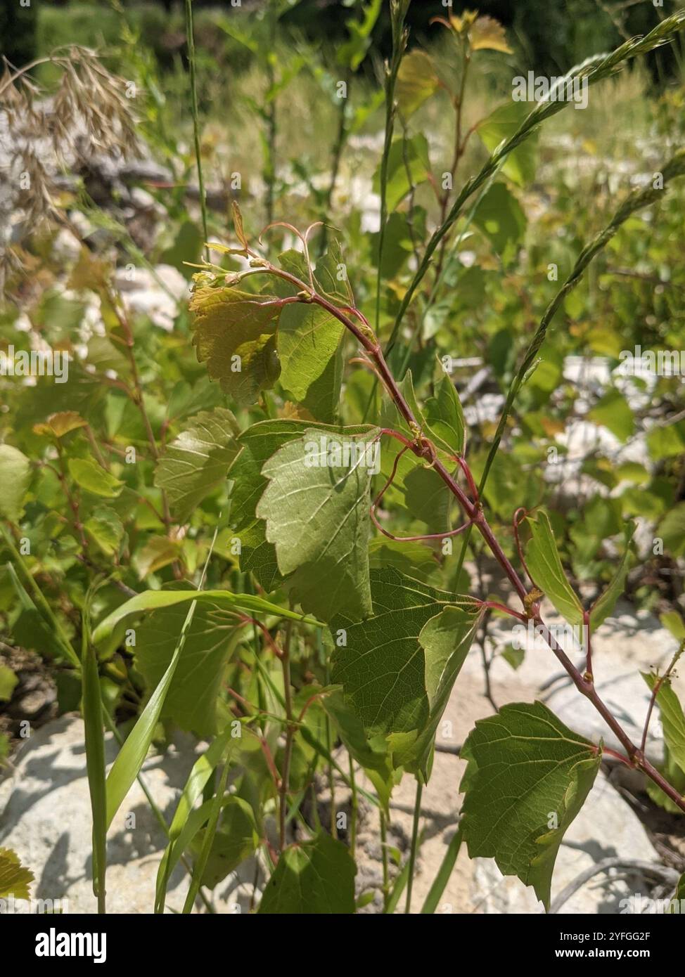 sand grape (Vitis rupestris Stock Photo - Alamy
