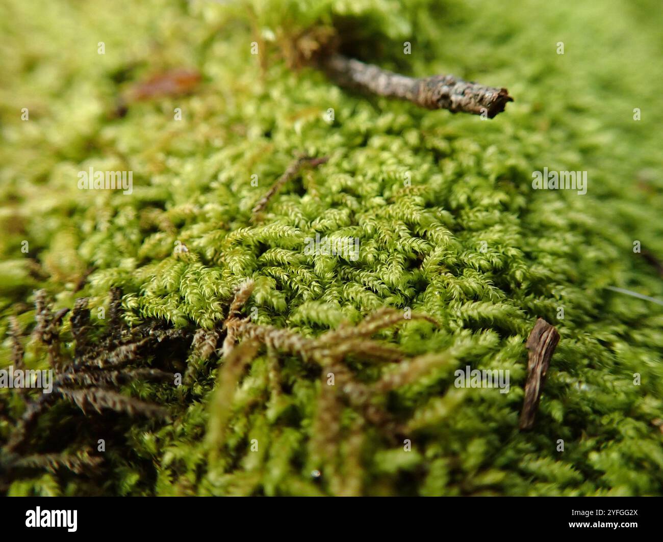 Whipple's claopodium moss (Claopodium whippleanum Stock Photo - Alamy