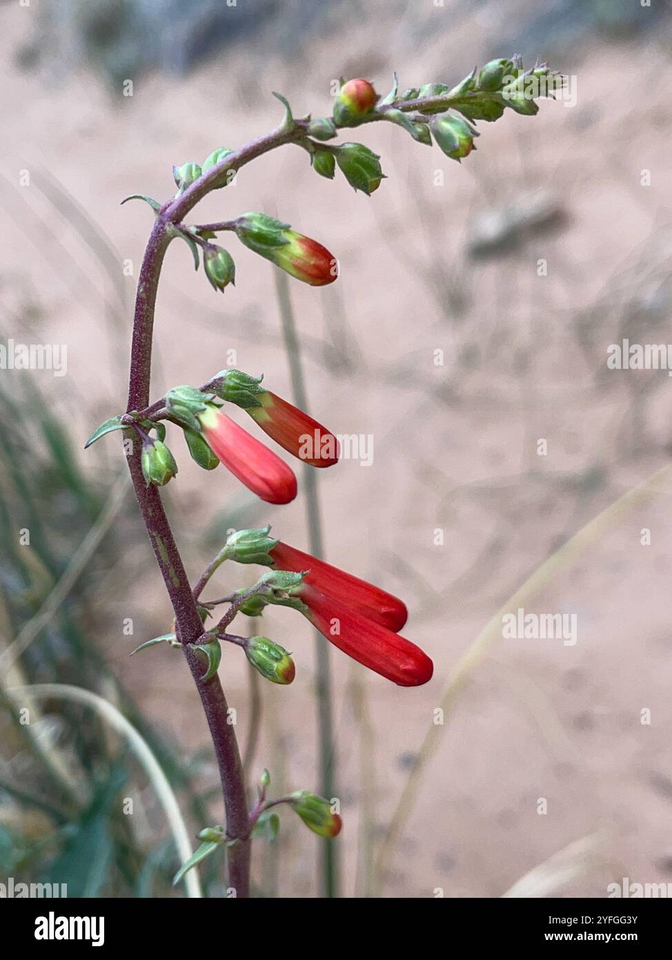 firecracker penstemon (Penstemon eatonii Stock Photo - Alamy