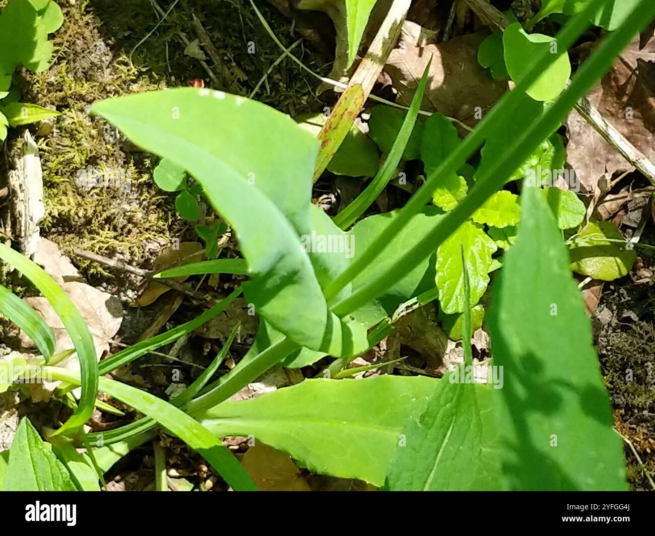 Two-flower Dwarf-dandelion (Krigia biflora Stock Photo - Alamy
