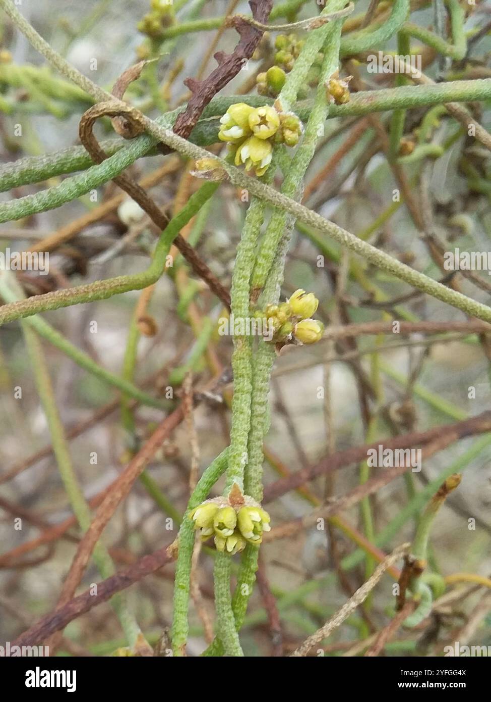 Downy Dodder-laurel (Cassytha pubescens Stock Photo - Alamy