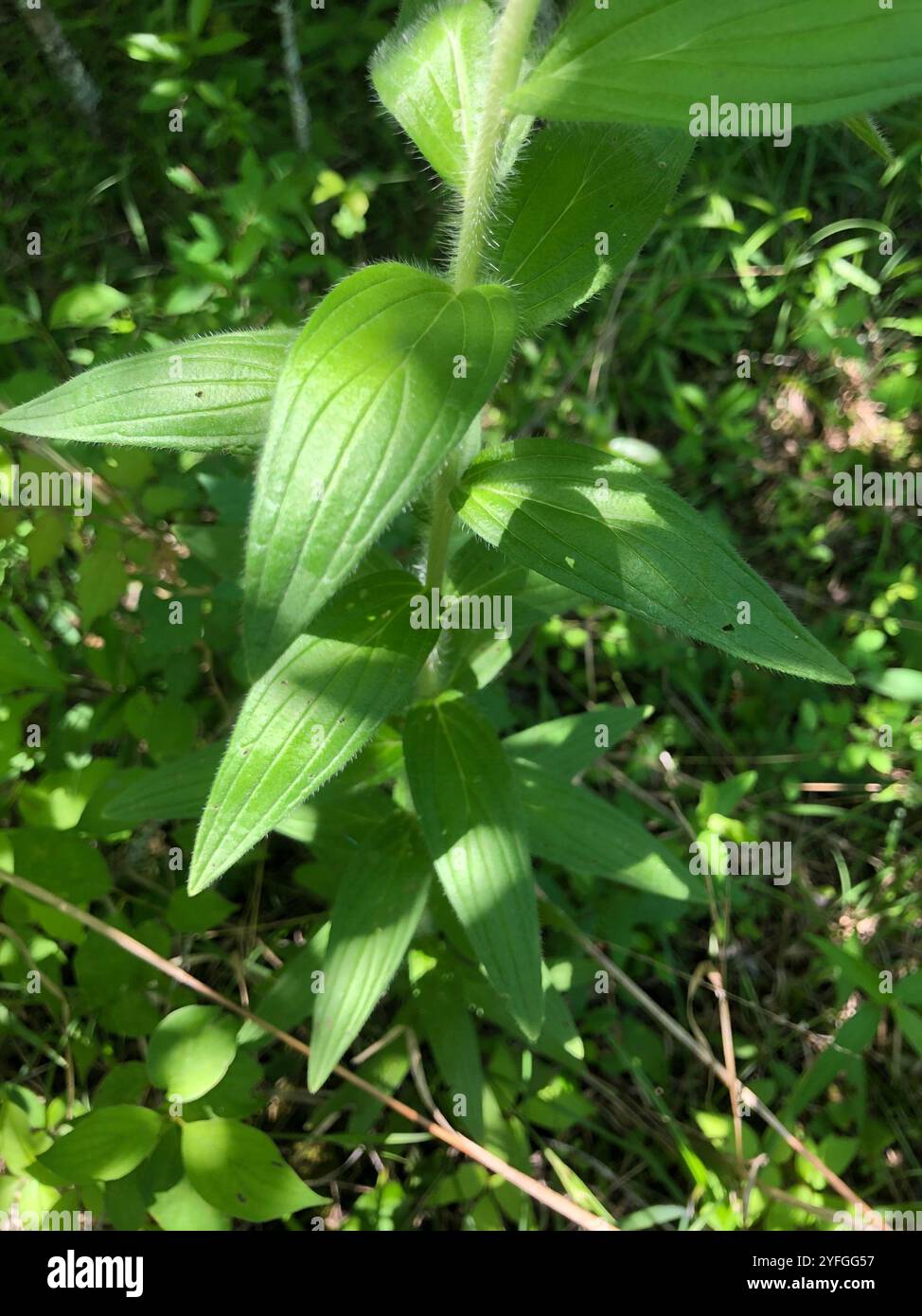 Soft-hair Marbleseed (Lithospermum bejariense Stock Photo - Alamy