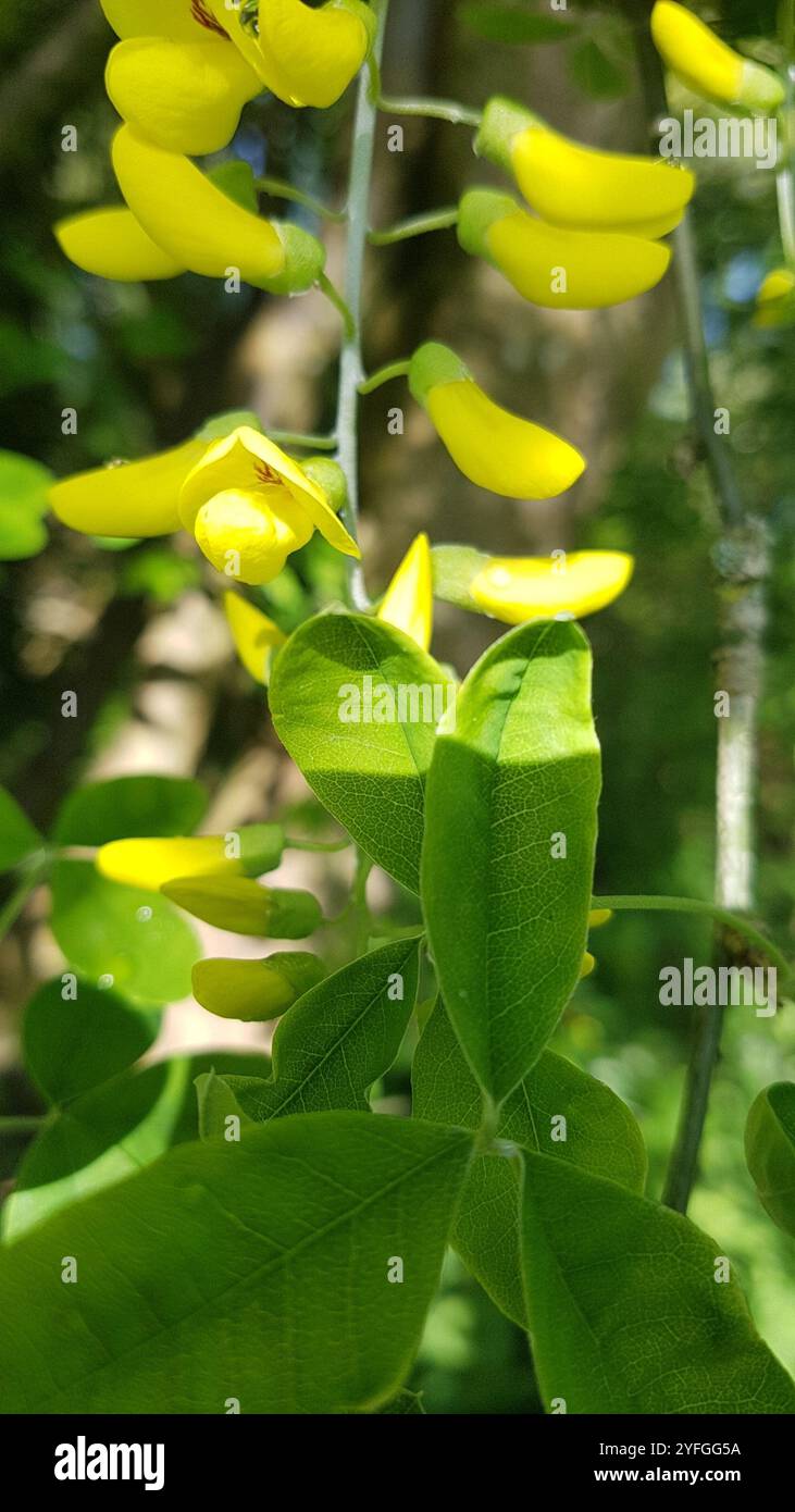 Common Laburnum (Laburnum anagyroides Stock Photo - Alamy
