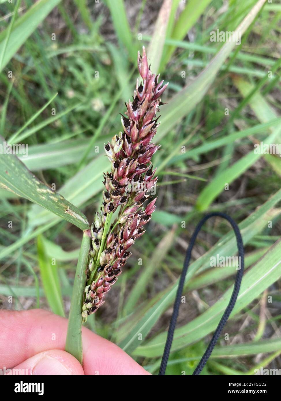 Johnson grass (Sorghum halepense Stock Photo - Alamy