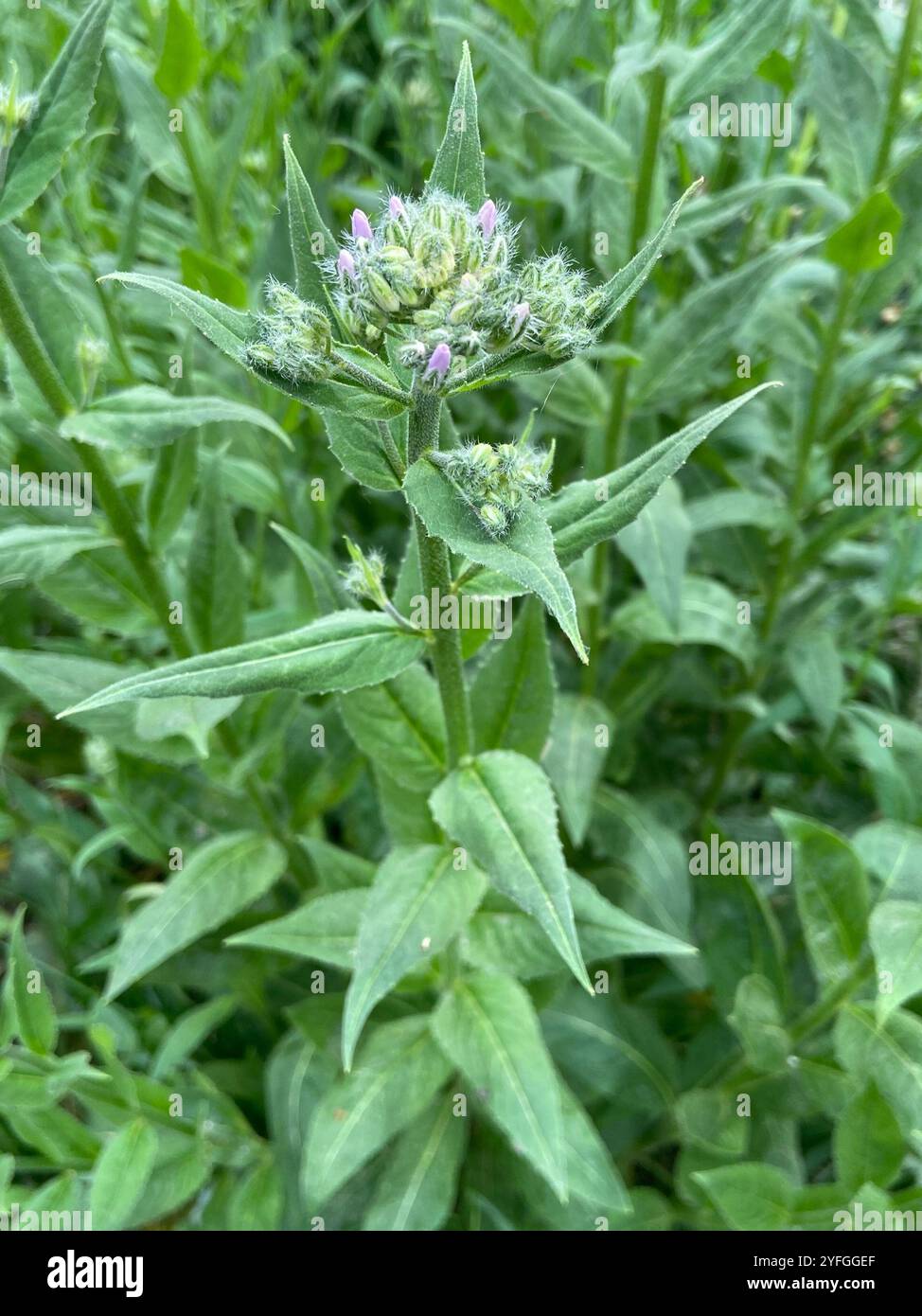 dame's rocket (Hesperis matronalis Stock Photo - Alamy