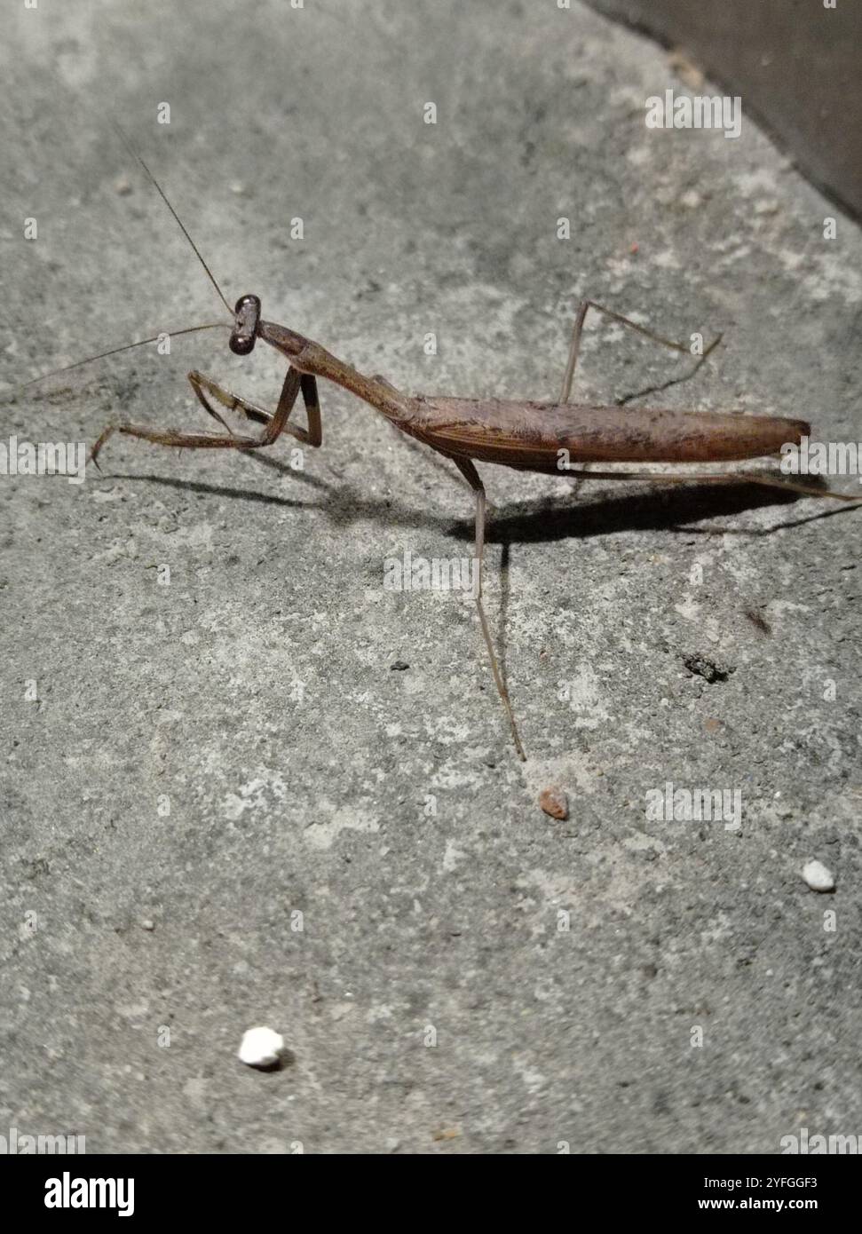 Asian jumping mantis hi-res stock photography and images - Alamy