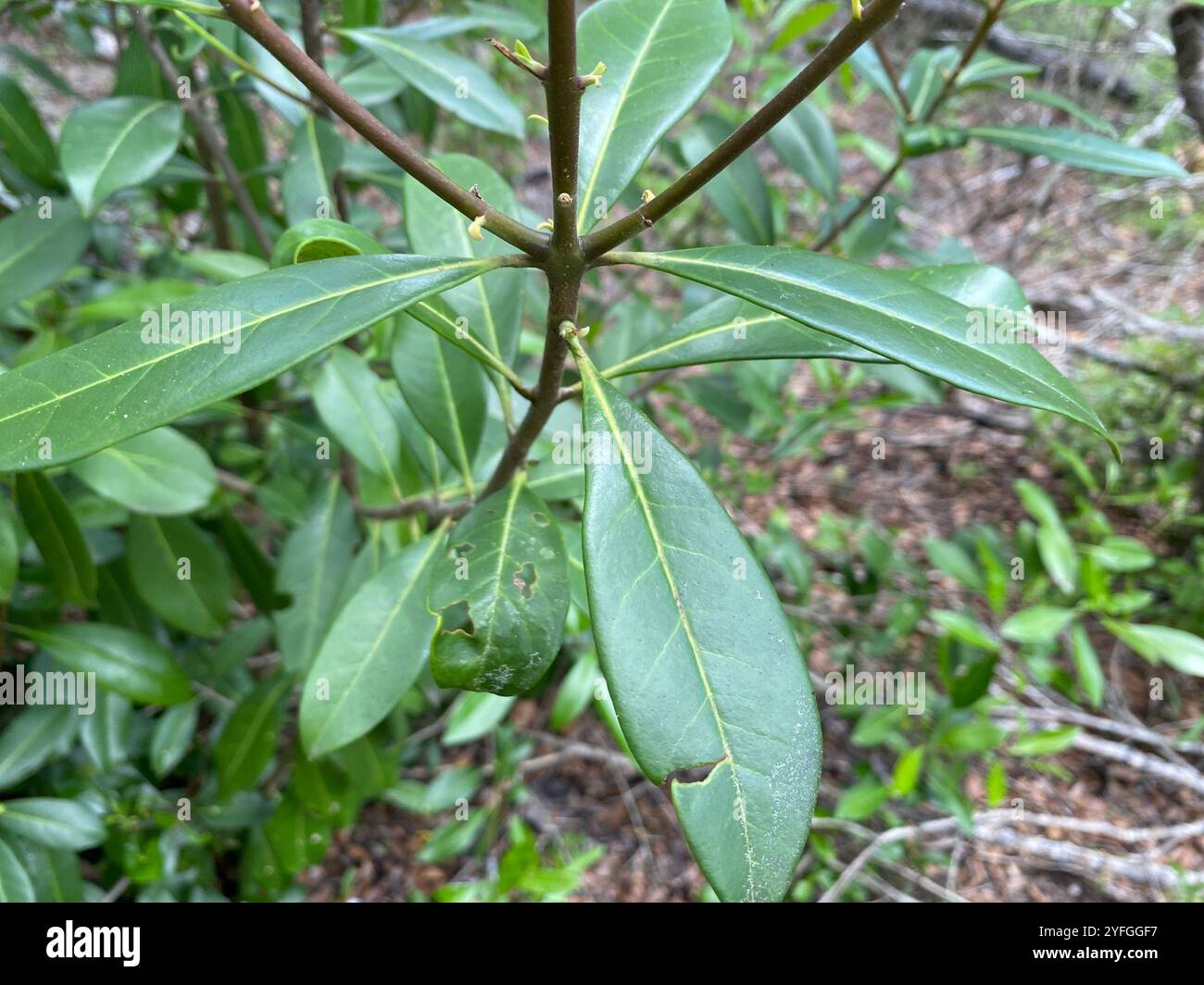 American olive (Cartrema americana Stock Photo - Alamy
