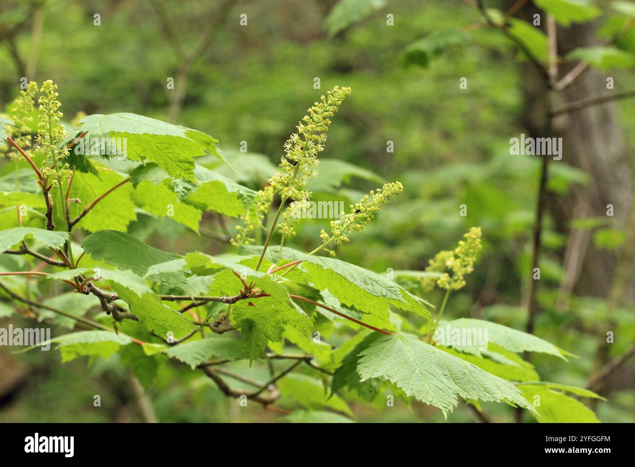 Mountain Maple (Acer spicatum Stock Photo - Alamy