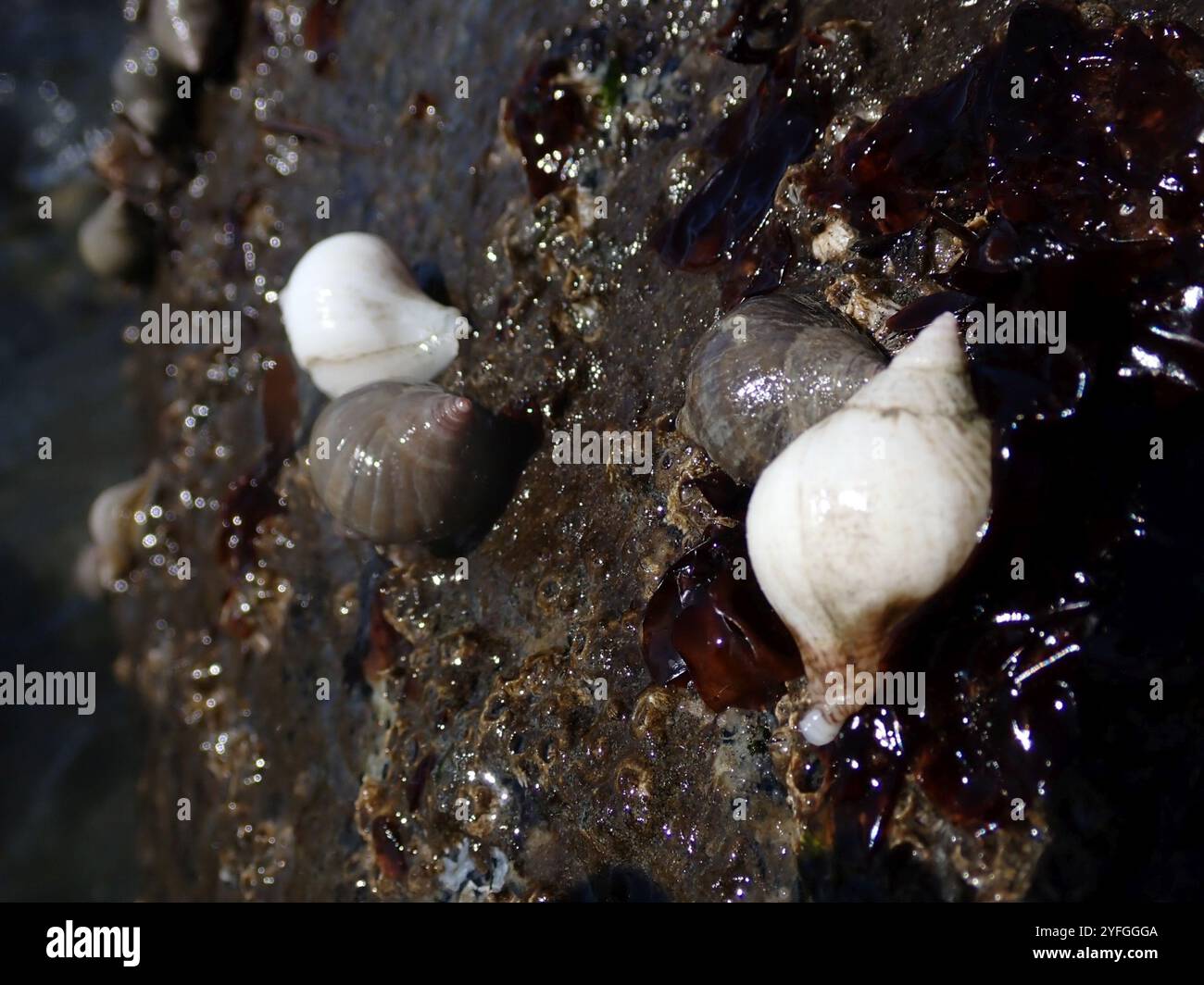 Frilled dogwinkle hi-res stock photography and images - Alamy