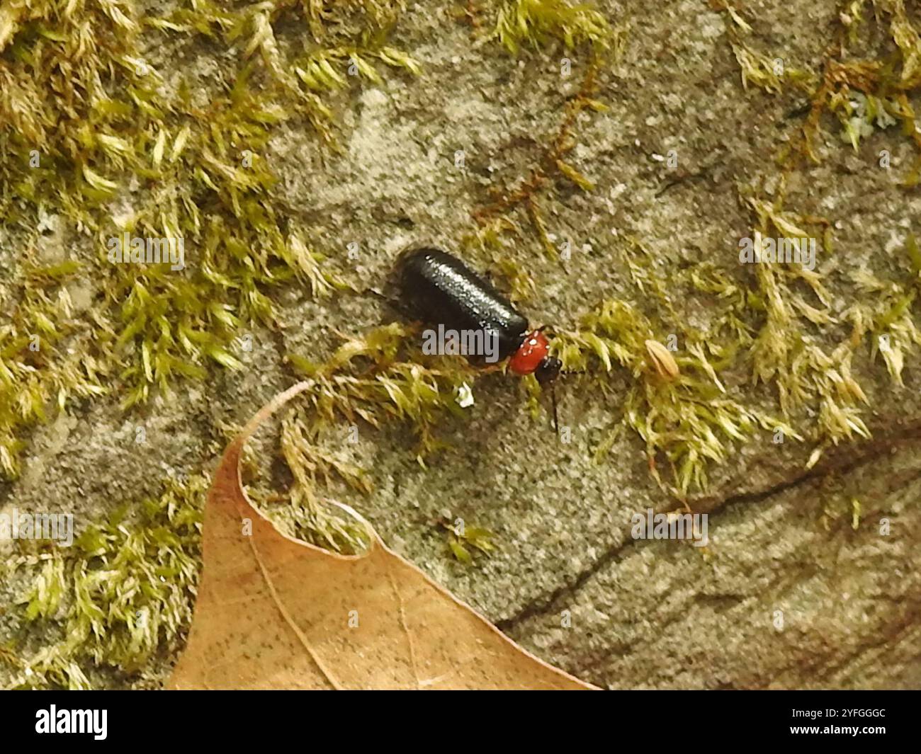 Silis hi-res stock photography and images - Alamy