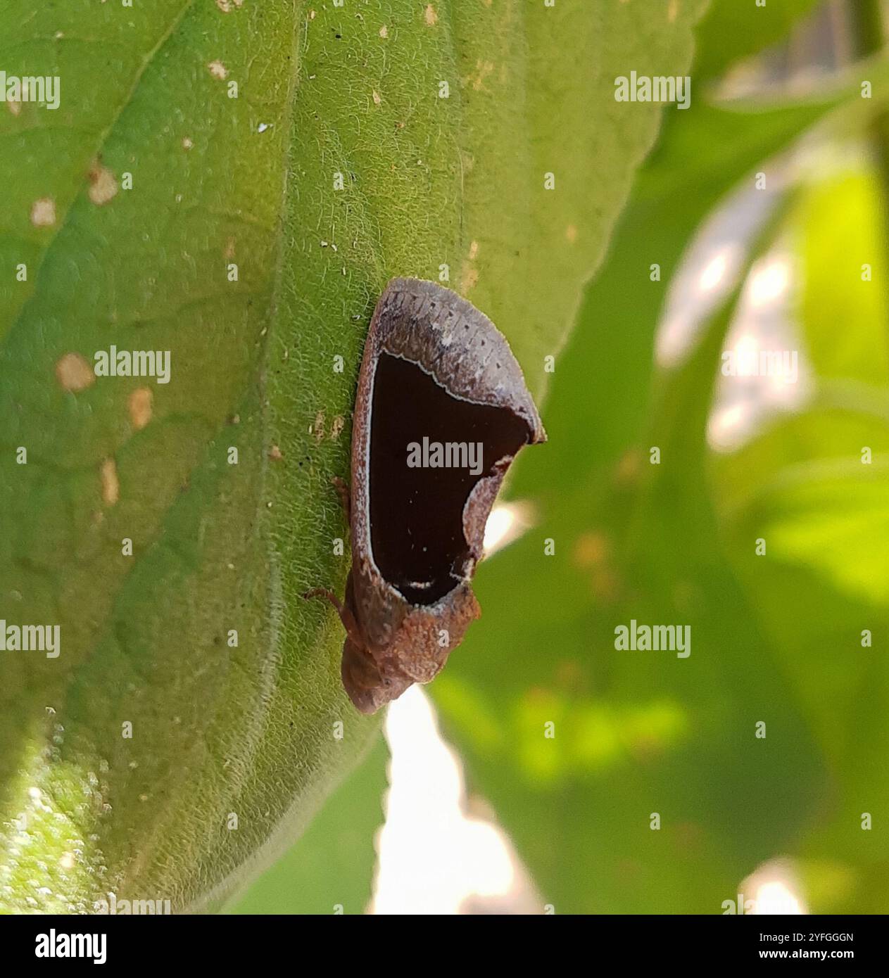 Sinaldus hi-res stock photography and images - Alamy