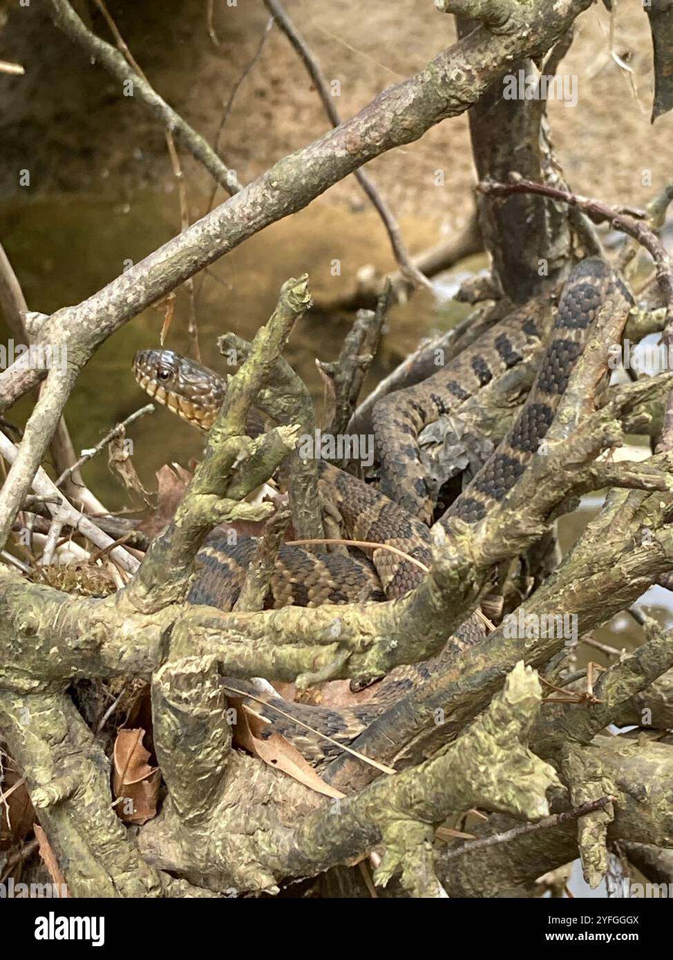 Common Watersnake (Nerodia sipedon Stock Photo - Alamy