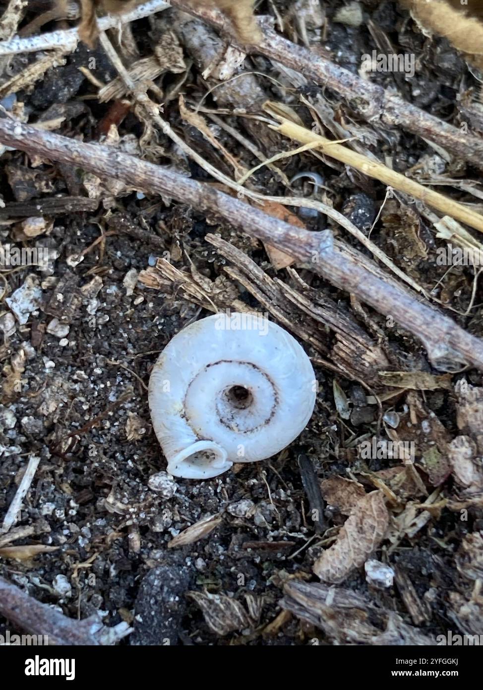 Southern Flatcoil (Polygyra cereolus Stock Photo - Alamy