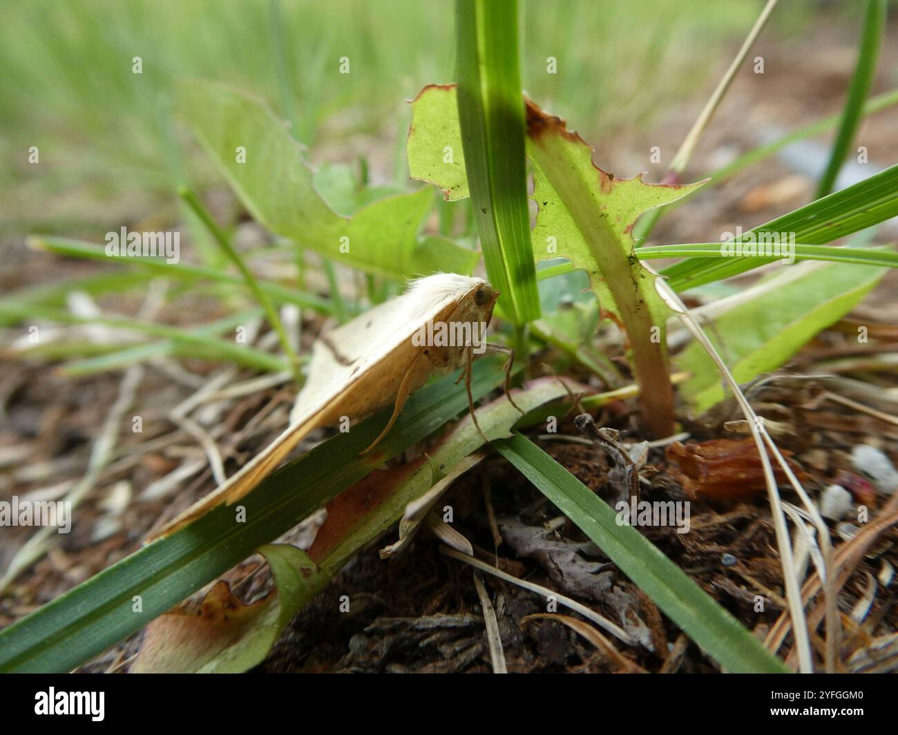 Yellow Slant-line (Tetracis crocallata Stock Photo - Alamy