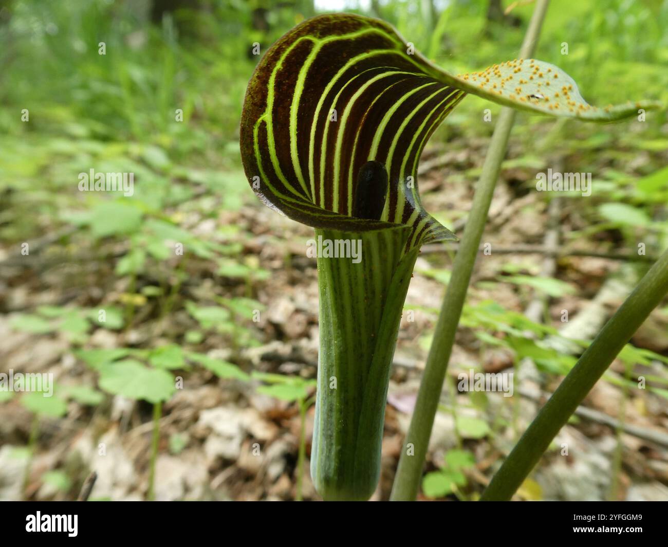 Jack-in-the-Pulpit Rust (Uromyces ari-triphylli Stock Photo - Alamy