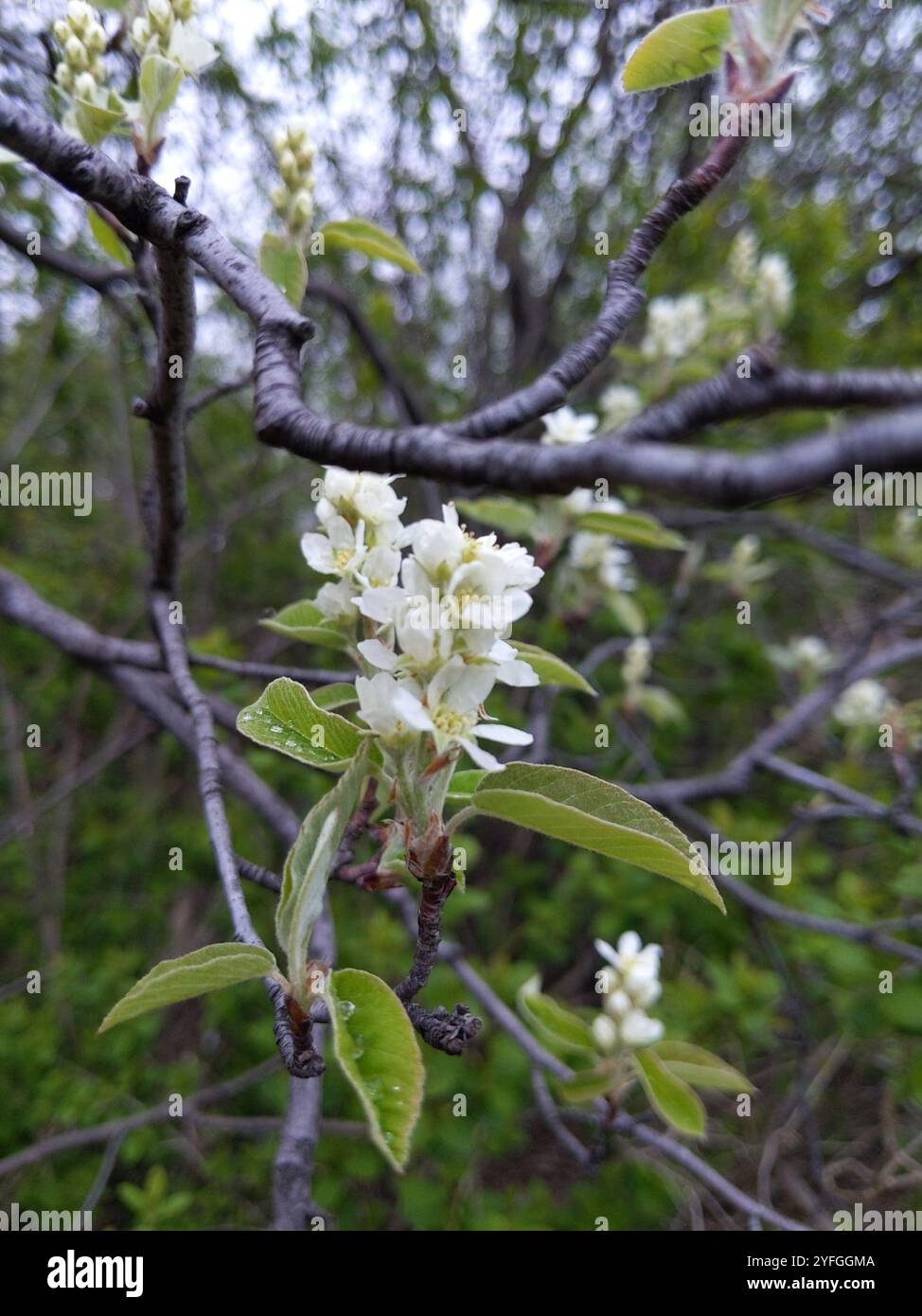 common serviceberry (Amelanchier arborea Stock Photo - Alamy