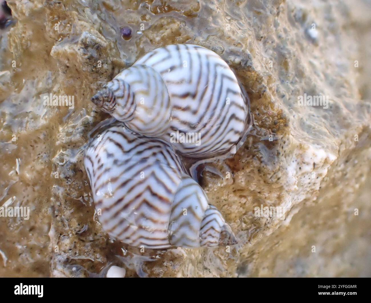 Echinolittorina hi-res stock photography and images - Alamy