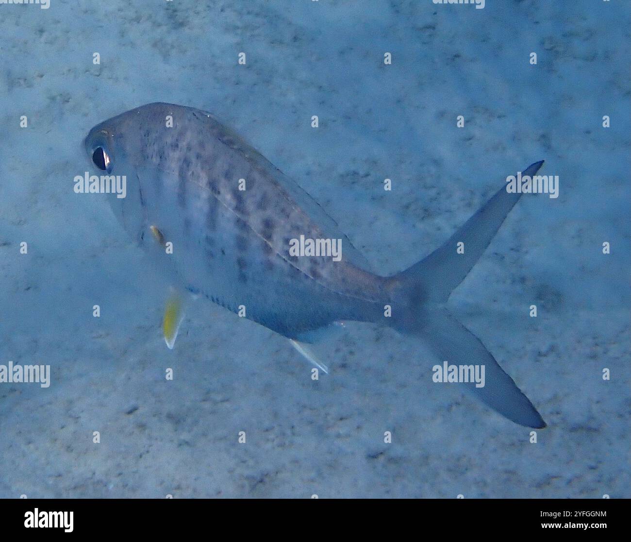 Yellowfin Mojarra (Gerres cinereus Stock Photo - Alamy