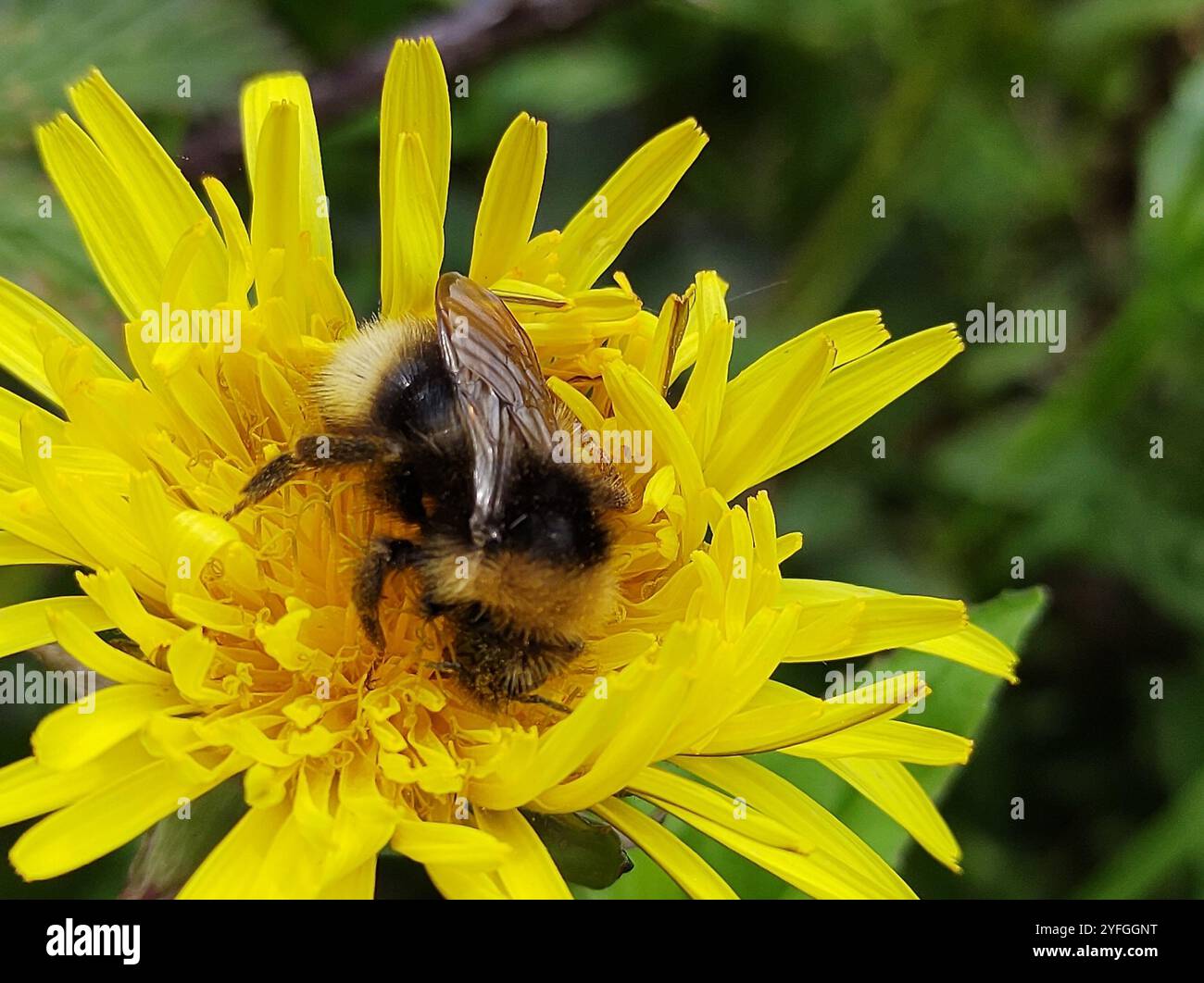 White-tailed Bumble Bee (Bombus lucorum Stock Photo - Alamy