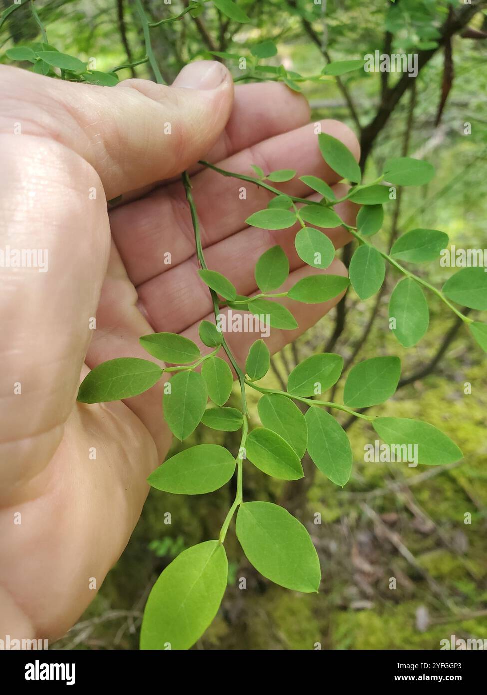 Vaccinium parvifolium hi-res stock photography and images - Alamy