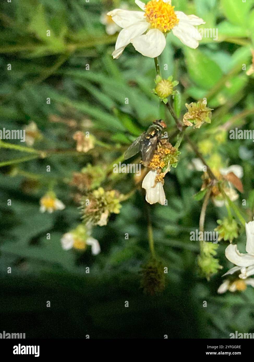 Cyclorrhaphan Flies (Cyclorrhapha Stock Photo - Alamy