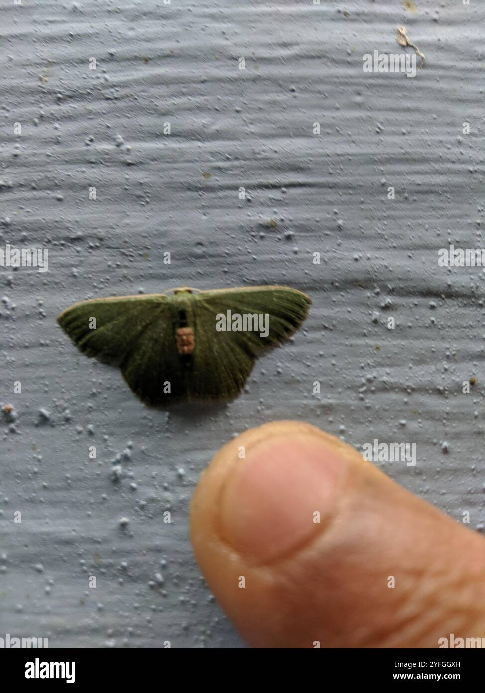 Geometer Moths (Geometridae Stock Photo - Alamy