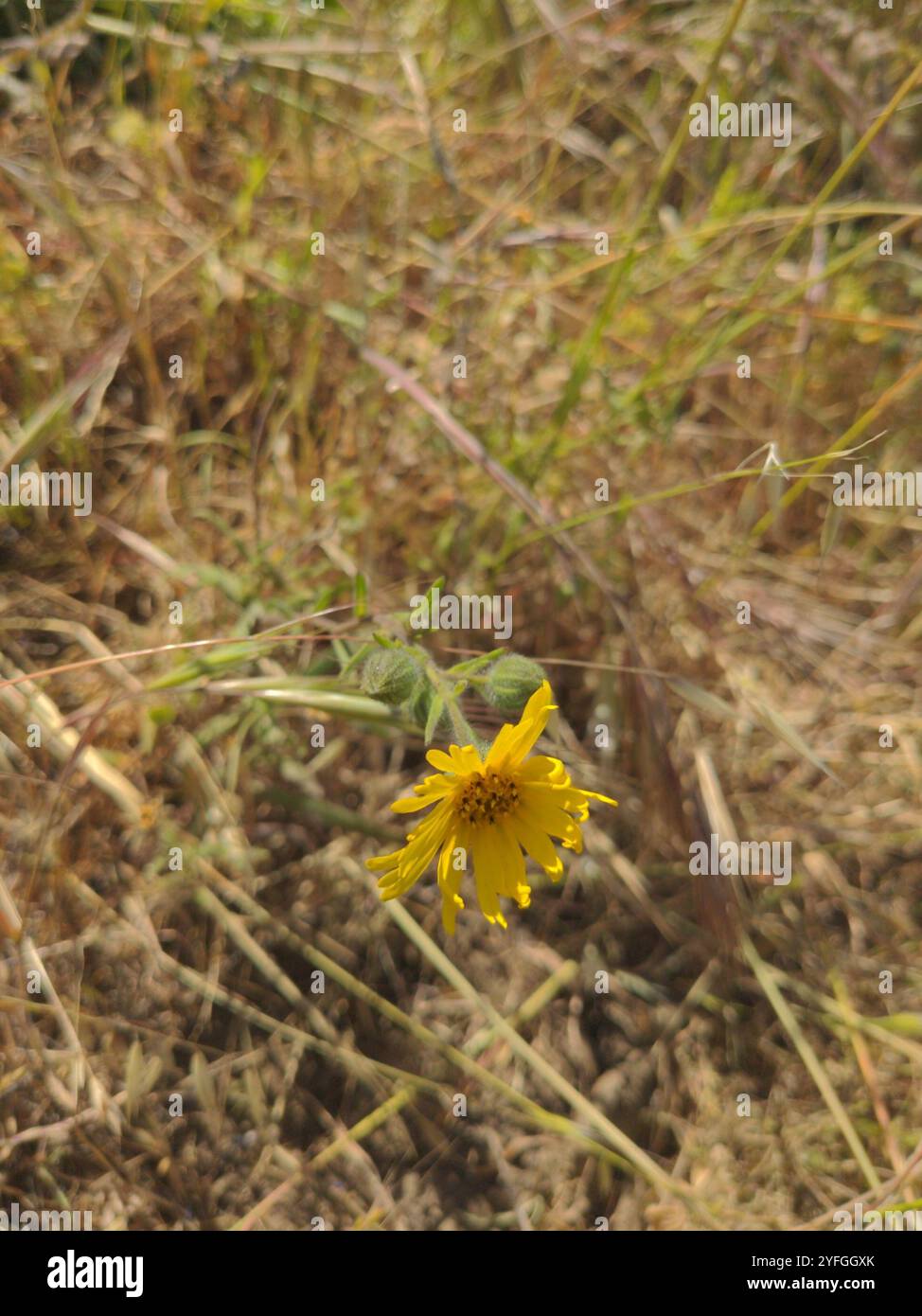 Common Madia (Madia elegans Stock Photo - Alamy