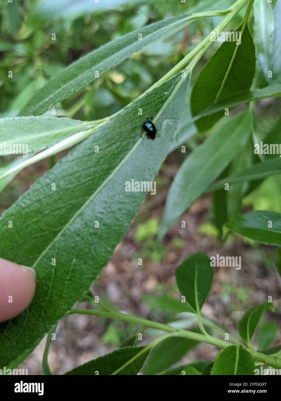 Willow Leaf Beetle (Plagiodera versicolora Stock Photo - Alamy