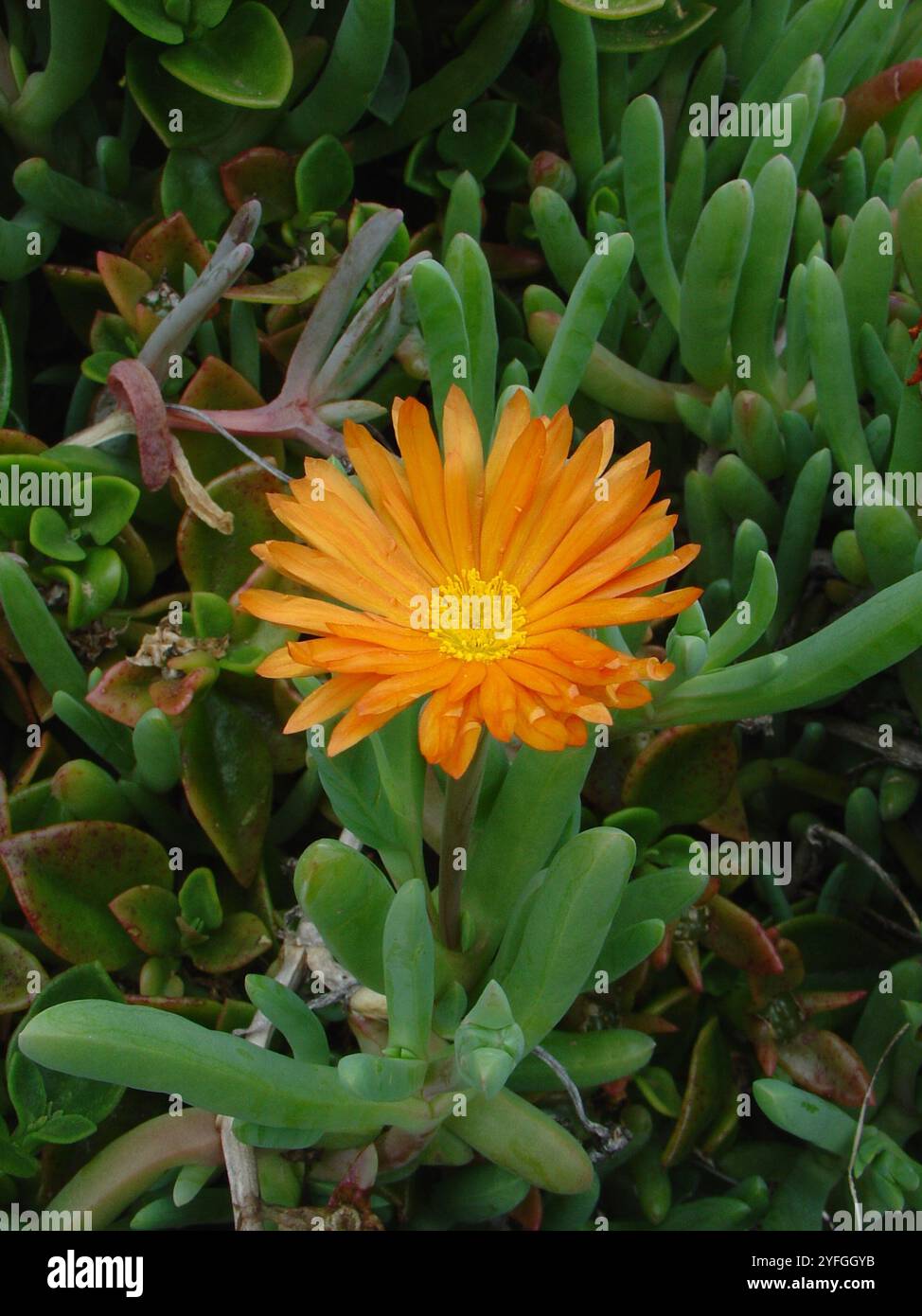 Malephora crocea hi-res stock photography and images - Alamy